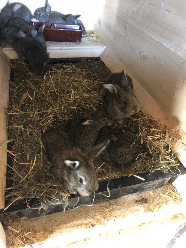 Kaninchenzucht - Big Creek Farm